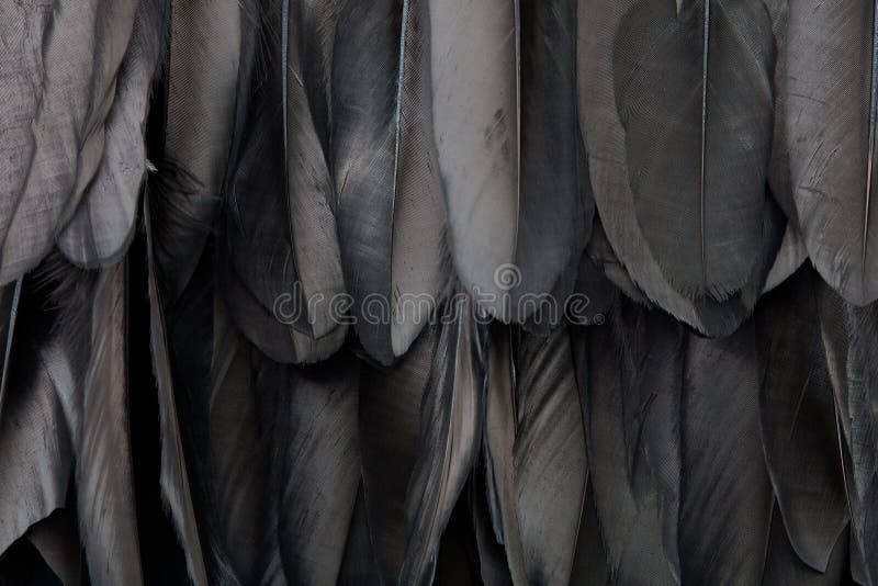 Black Feathers, Detailed Texture Background Stock Photo - Image of ...