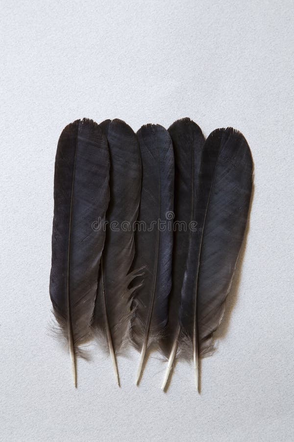 Black Raven Transparent Stock Photos - Free & Royalty-Free Stock Photos ...