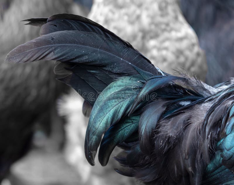 Black Feathers on the Tail of a Rooster. Stock Photo - Image of single ...