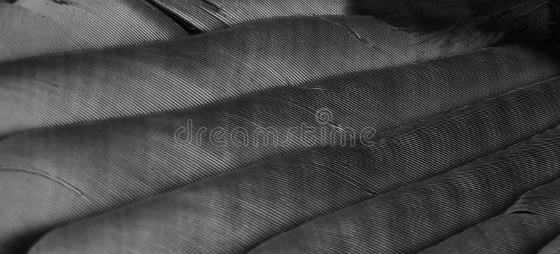 Black Feathers with Visible Texture Stock Photo - Image of plume ...