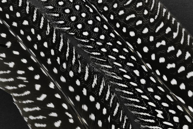 A Black Bird with White Dots Stock Image - Image of white, young: 148630837