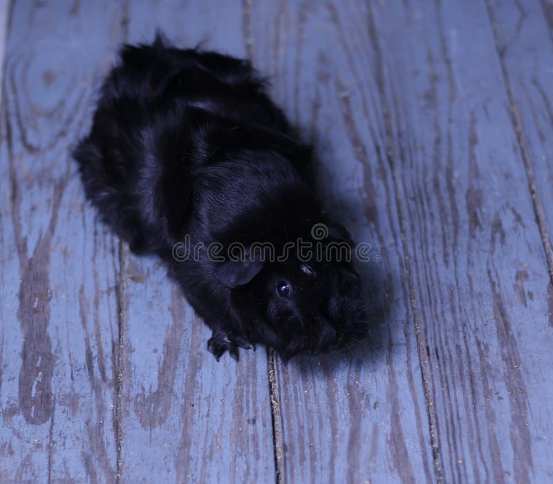 Black Female Abyssinian Guinea Pig Photos - Free & Royalty-Free Stock ...