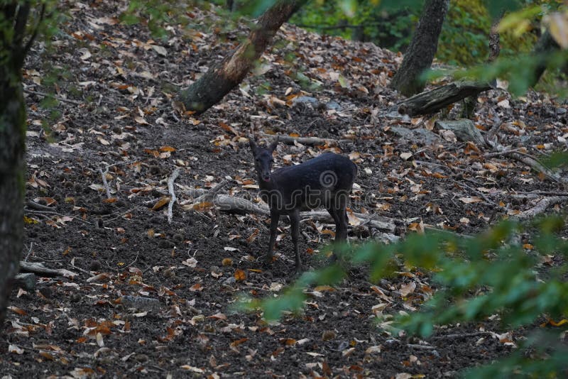 Black Female Fallow Deer in Love Season Stock Photo - Image of love ...