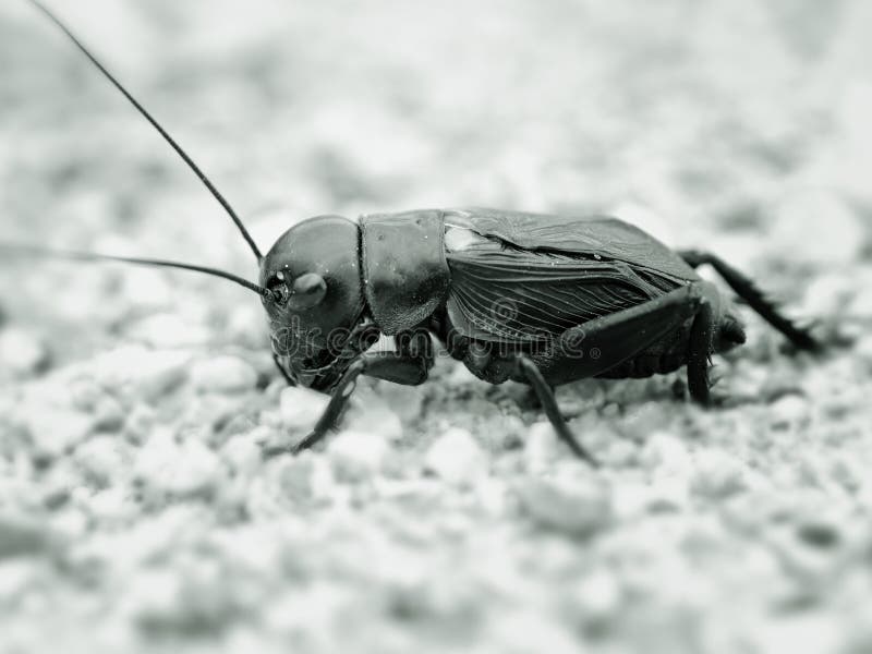 Black field cricket stock photo. Image of antennae, insect - 13228824
