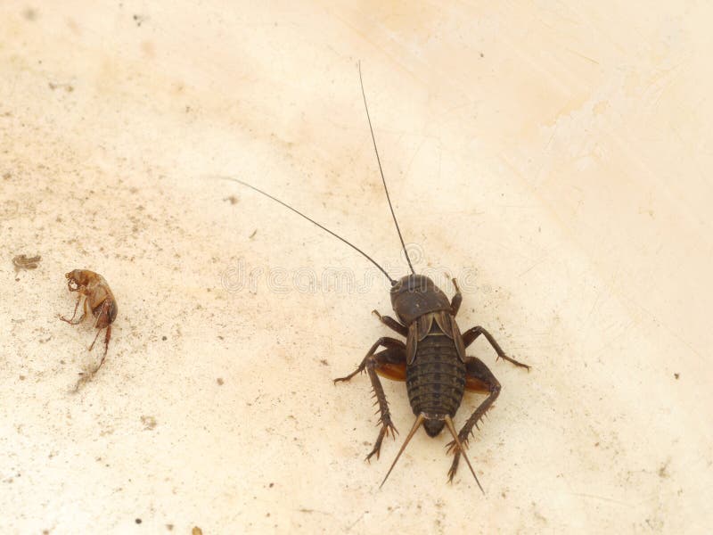 Black Field Cricket on Plastic Surface Stock Image - Image of field ...