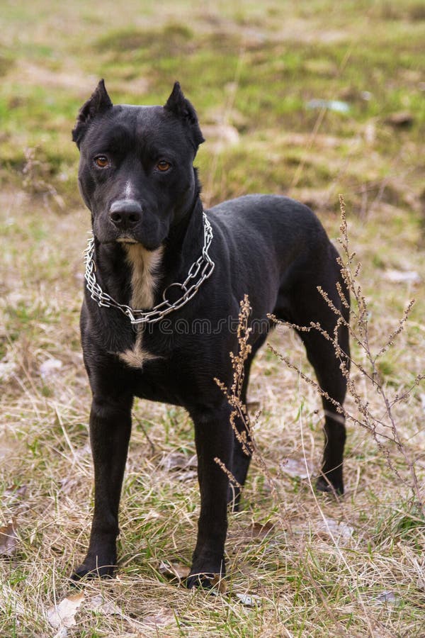 Black Fighting Dog with a Chain Around His Neck Stock Image - Image of ...