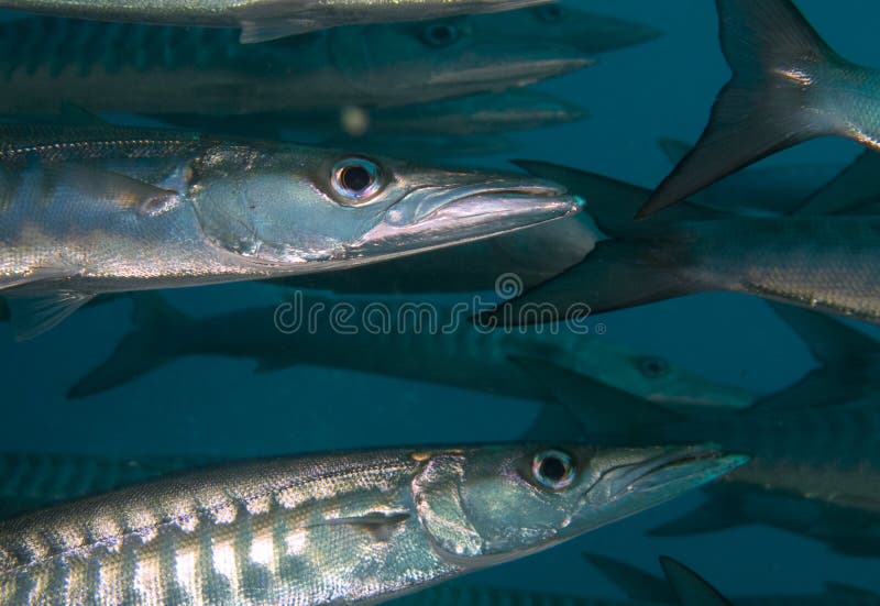 Close Up on Barracuda Teeth. Sea Fresh Fish Barracuda at Street Food ...