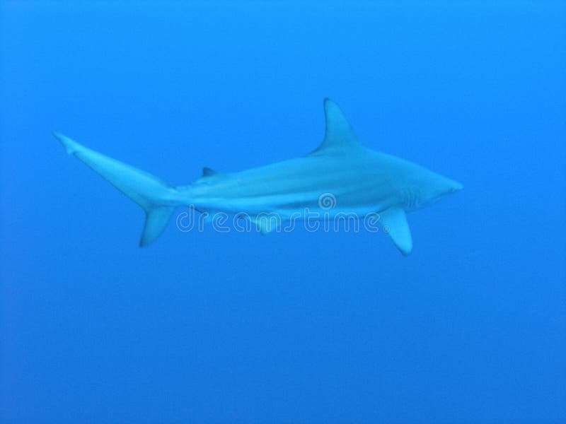 Black Fin Ocean Shark in Deep Stock Image - Image of fiji, exploration ...