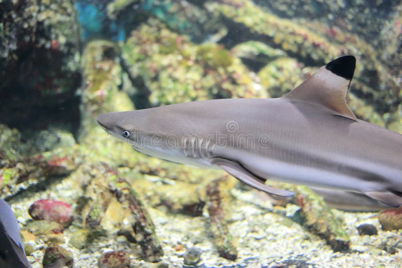 Black fin shark stock image. Image of blacktip, carcharhinus - 71699077
