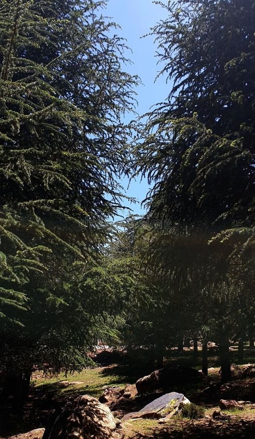 Black Fir Tree without Snow Stock Photo - Image of snow, green: 149229200