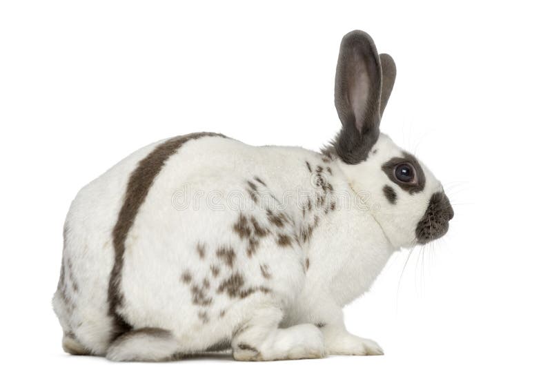 459 Rabbit Back View Stock Photos - Free & Royalty-Free Stock Photos ...
