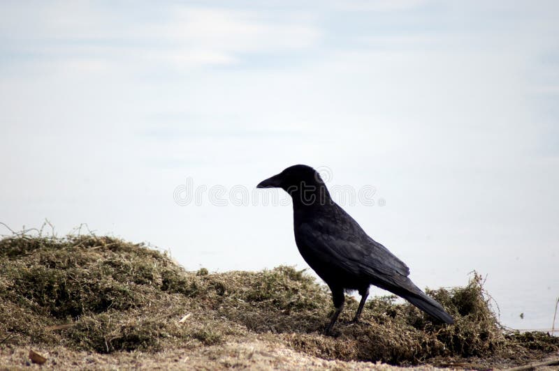 Black Fish Crow Perched by the Sea Stock Photo - Image of feather, wild ...
