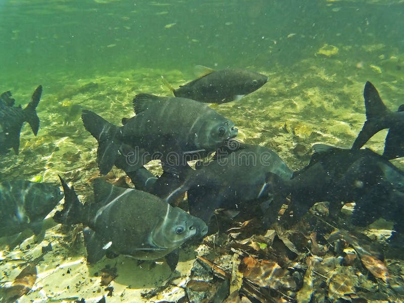 Black Fish Inside the River Stock Image - Image of animal, shoal: 208075635