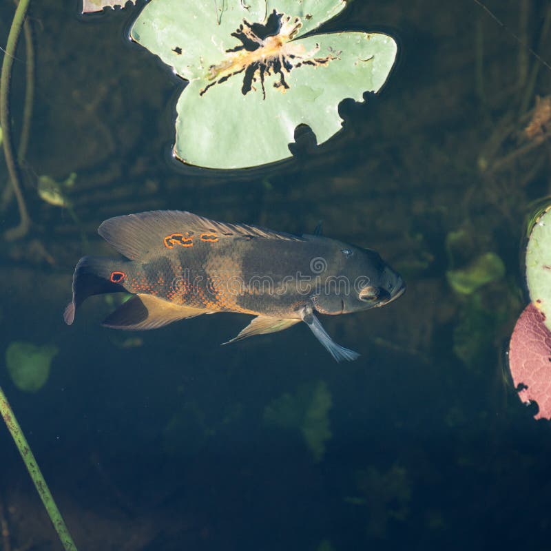 Black fish in the lake editorial image. Image of lake - 131117050
