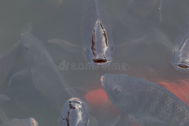 Black fish in river stock image. Image of closeup, aquarium - 102289643