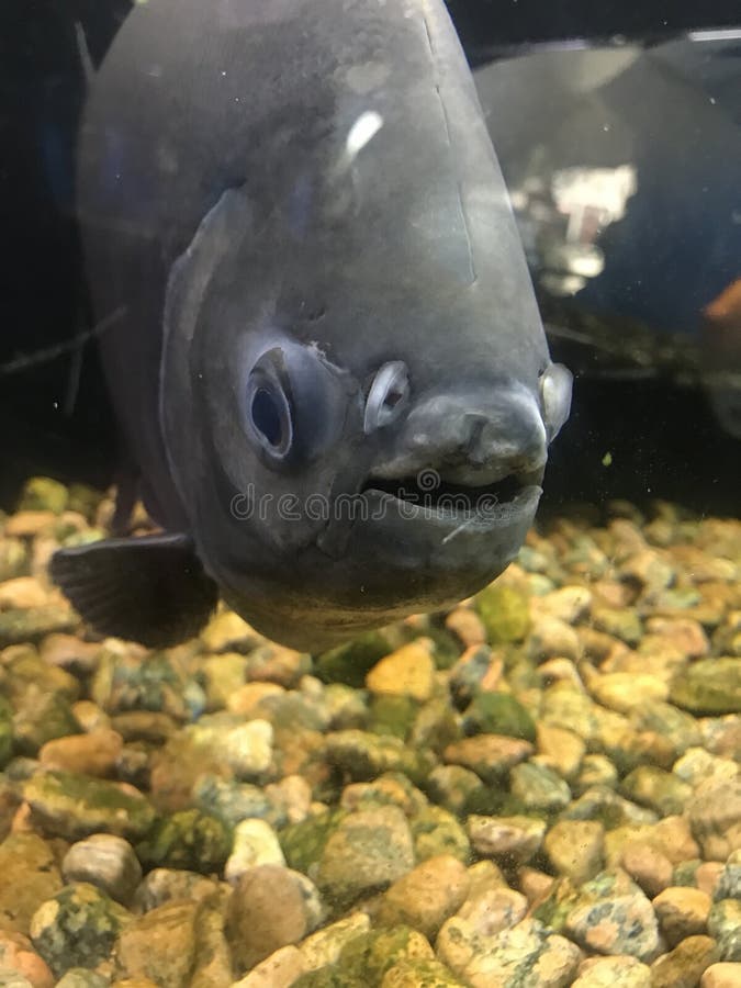 Black fish stock photo. Image of seafood, reef, underwater - 283383264