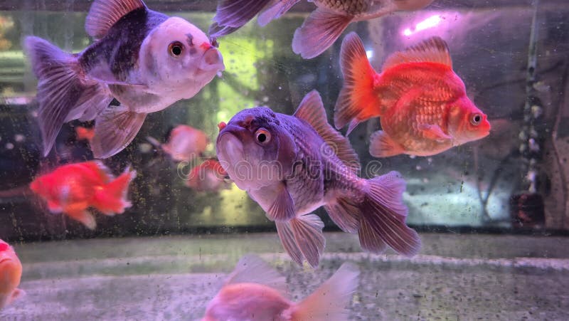 Black Fish Swimming Around in a Plain Water Tank As Pet Stock Photo ...