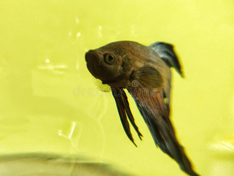 Black Fish Swimming Isolated on Green Baackground Stock Image - Image ...