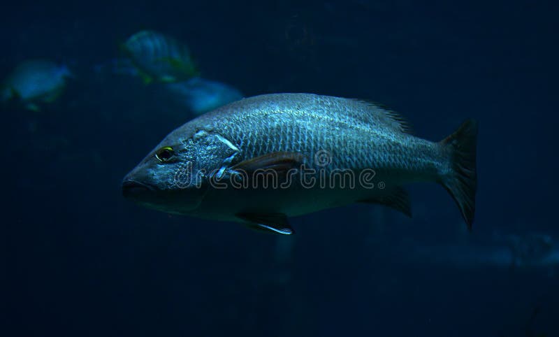 Black fish in aquarium stock image. Image of sphere, glass - 7281589