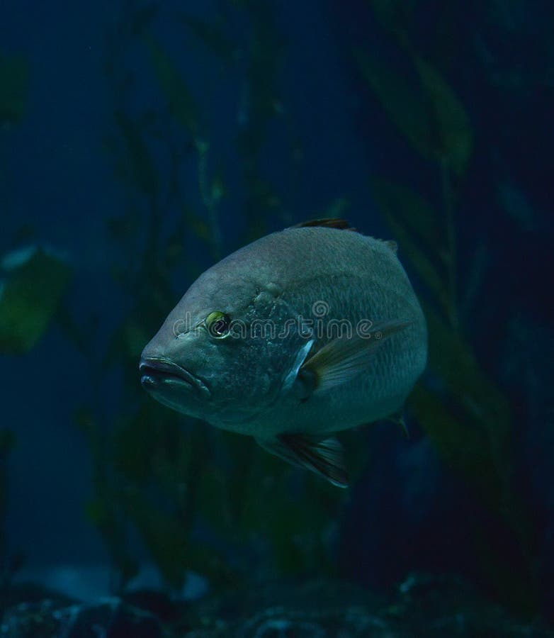 Black fish stock photo. Image of tropical, yucatan, rockfis - 54569396