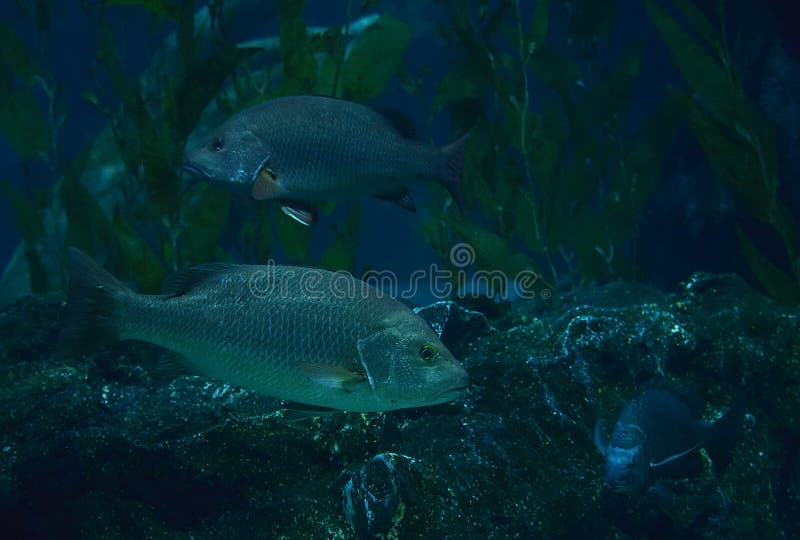 Black fish stock image. Image of oceans, tropical, arara - 54569427