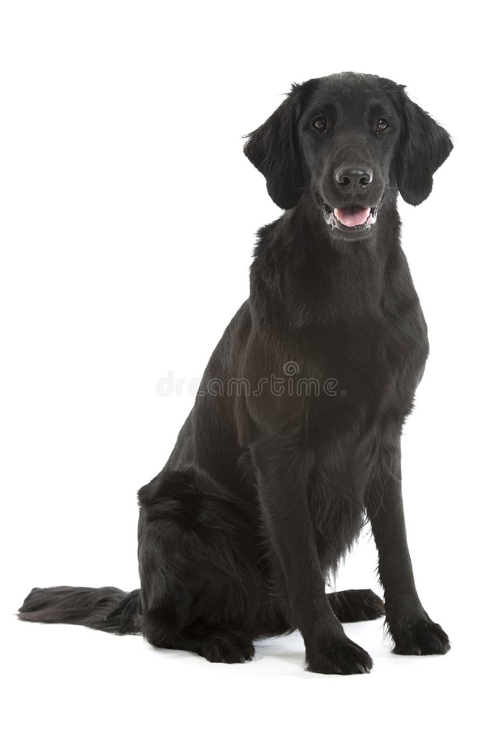 544 Black Flat Coated Retriever Stock Photos - Free & Royalty-Free ...