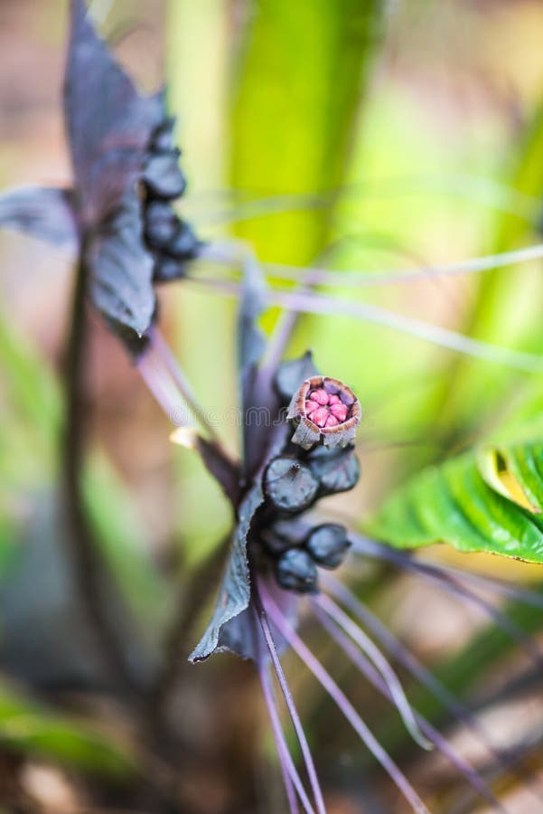 Black Flower in forest stock image. Image of nature - 178979029