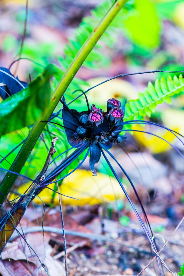 Black Flower in forest stock photo. Image of forest - 178979056