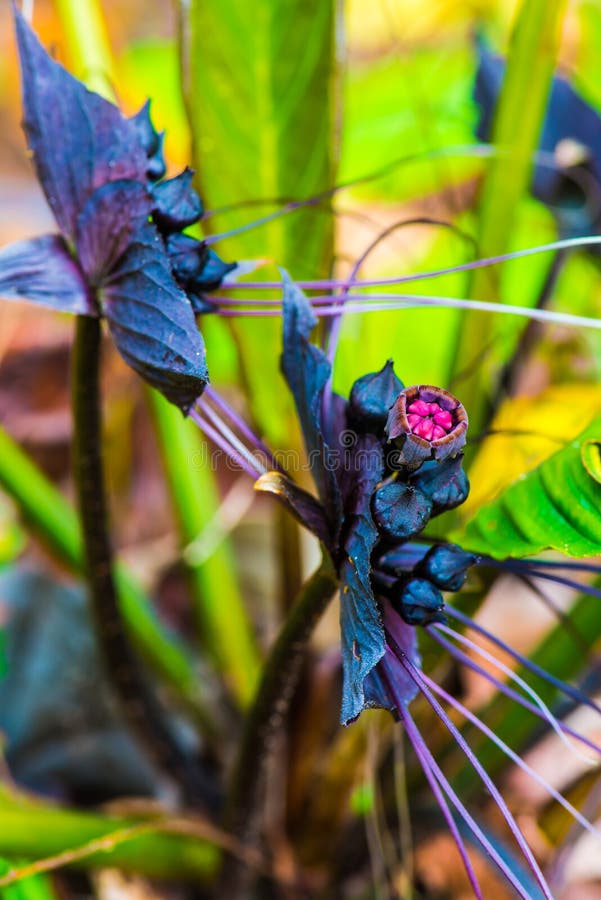 Black Flower in forest stock photo. Image of background - 214785690