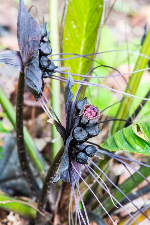 Black Flower in forest stock photo. Image of fresh, nature - 214785716