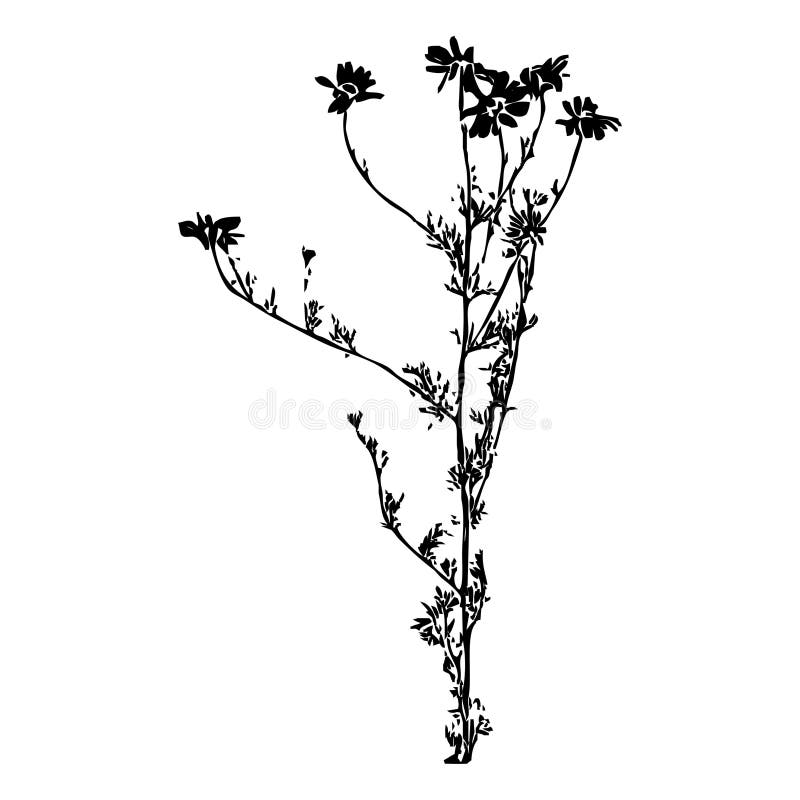 Black Flowers on a White Background. Vector Illustration Stock Vector ...