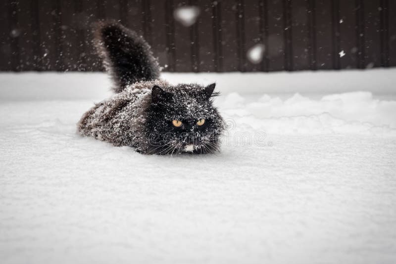 Black Angry Cat in Deep Snow Stock Image - Image of animal, curious ...