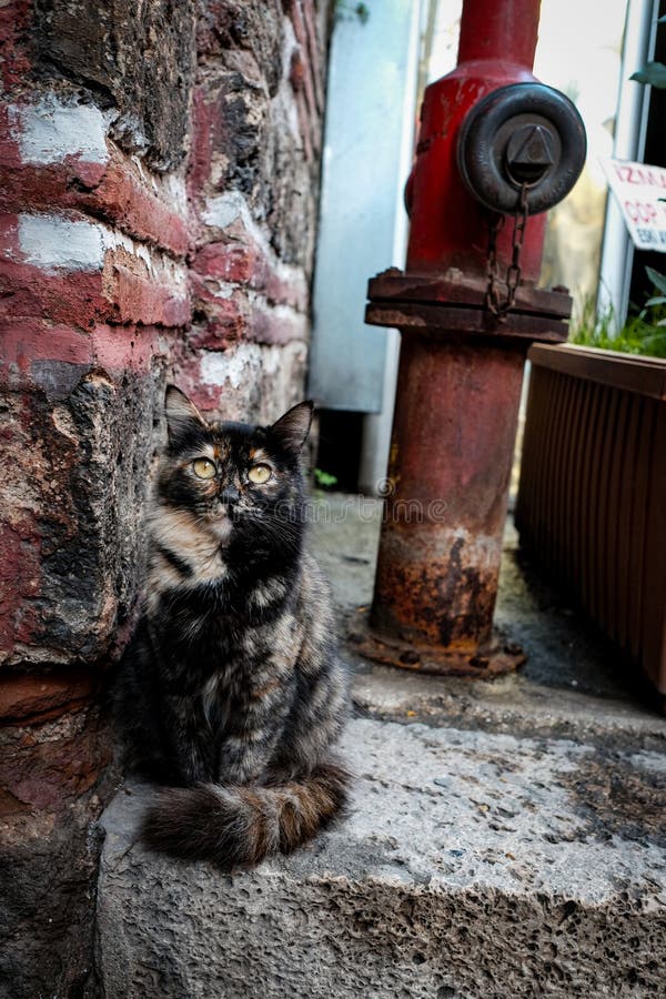 Black Fluffy Cat Sitting Near Fire Hydrant Stock Photo - Image of ...