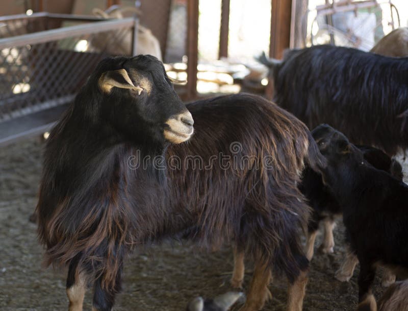 White Ears of a Rabbit / Bunny in a Row on a Background of a Sunny ...