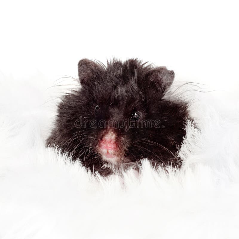 Black Hamster Reading a Book Stock Image - Image of page, high: 27966399