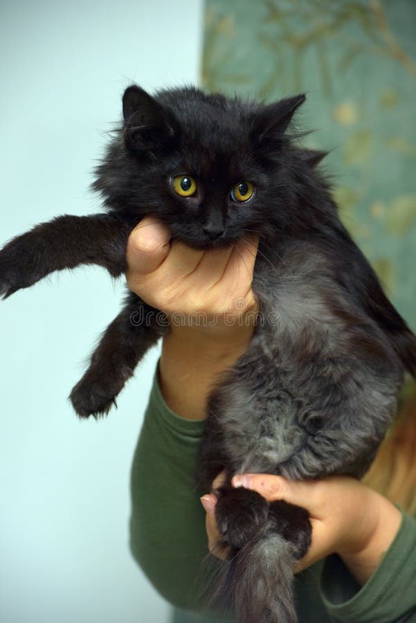 Black Fluffy Little Cat in Hands Stock Image - Image of hair, animal ...