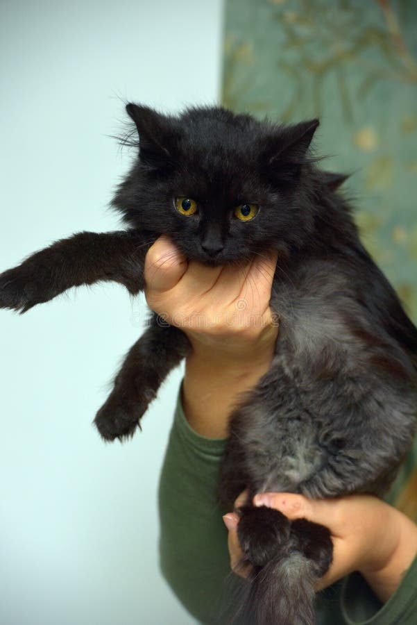 Black Fluffy Little Cat in Hands Stock Image - Image of furry, kittens ...