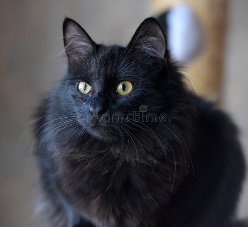Black fluffy cat portrait stock image. Image of moggy - 174210739