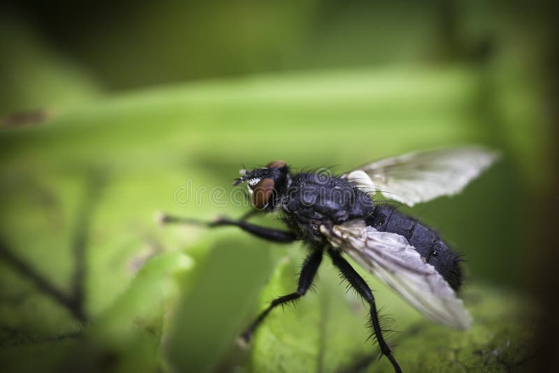 Black fly stock image. Image of wing, black, buzz, green - 25987411