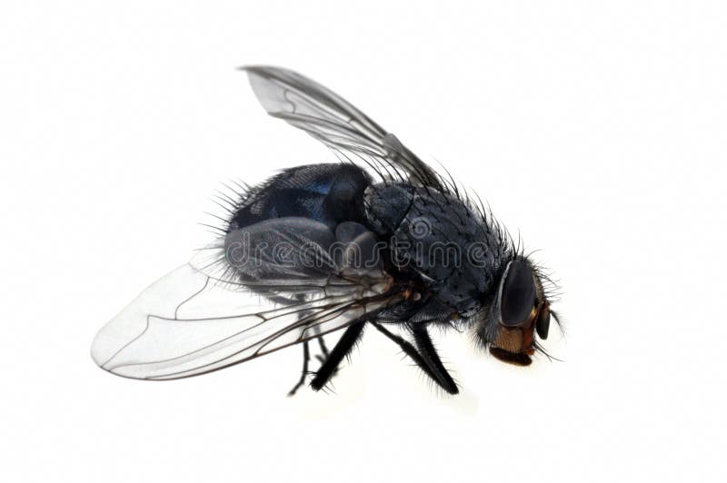 Black Fly Close-up on White Background Stock Image - Image of house ...