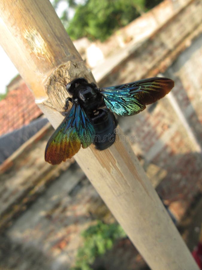 Black fly stock image. Image of insect, dragonfly, flying - 98137399