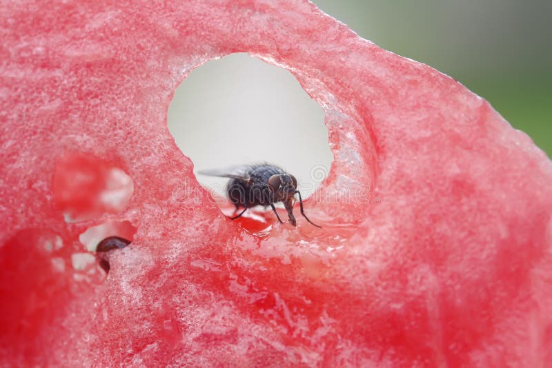 Black Fly Crawling on a Juicy Red Watermelon Stock Photo - Image of ...