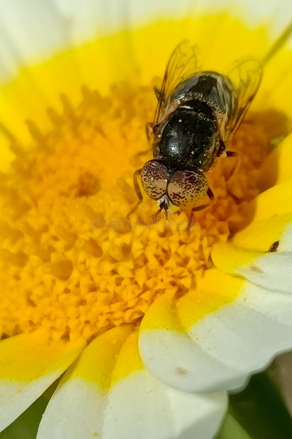 Black Fly on Daisy stock image. Image of bugs, daisy - 255104347
