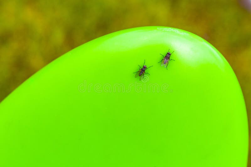 Black Fly Flies Insect Sit on Garden Tools Object Surface Stock Image ...