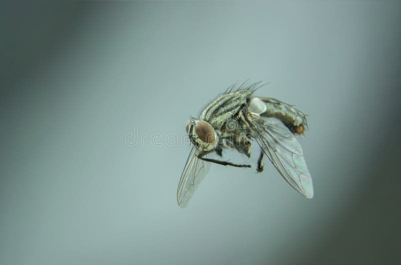 Flying home stock image. Image of aerospace, 30th, 21st - 84412927