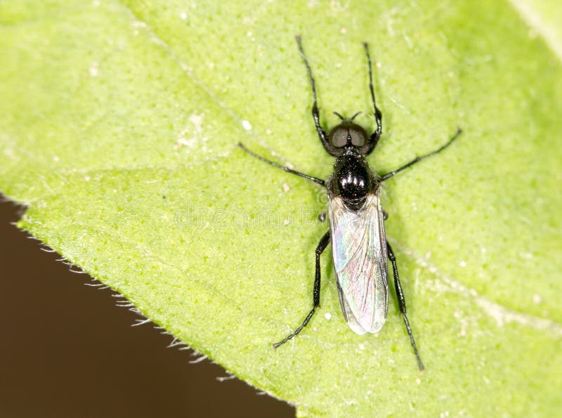 Black Fly on a Green Leaf. Close-up Stock Photo - Image of close, macro ...