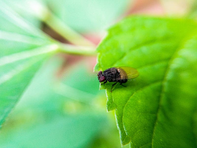 Black fly on leave stock image. Image of flower, yellow - 249164835