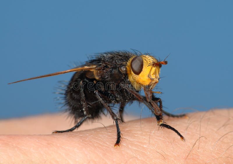Black fly on my finger stock photo. Image of zoology - 12749340