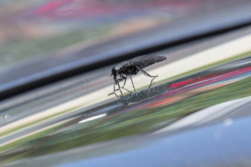 Black fly stock image. Image of nature, isolated, spider - 205710471