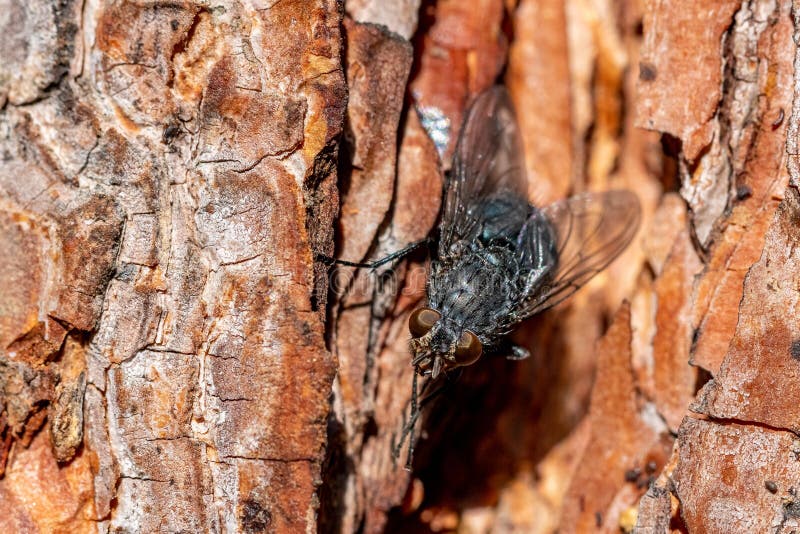 Black Fly on a Pine Tree Back Stock Image - Image of pest, wild: 207297633